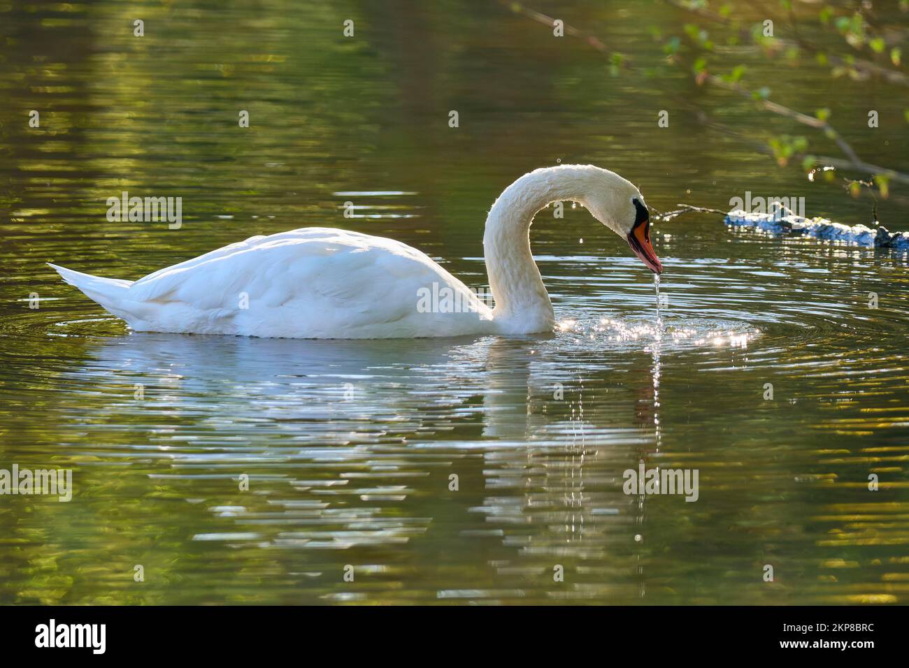 Mute Swan (Cygnus olor), swimming in pond Stock Photo - Alamy