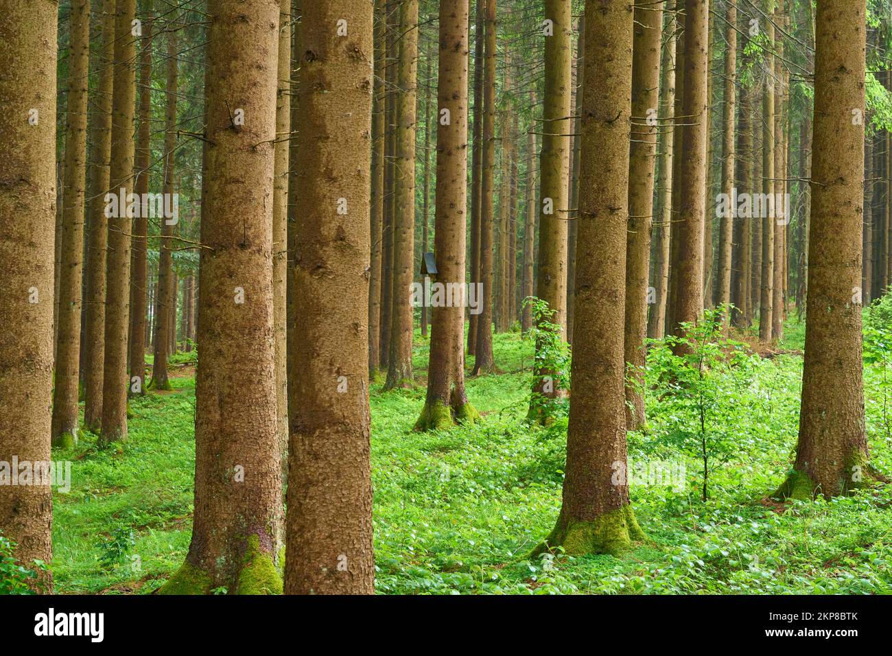 Coniferous forest, rain, spring, Fichtelgebirge, Bavaria, Germany ...