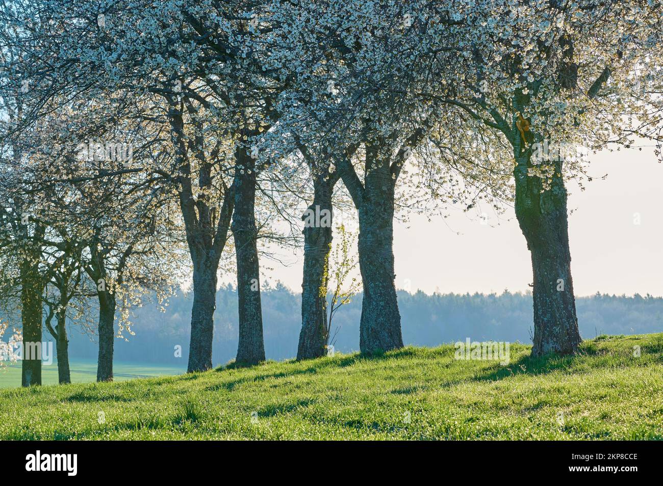 Row of cherry trees, cherry blossoms, spring, Reichartshausen, Amorbach ...