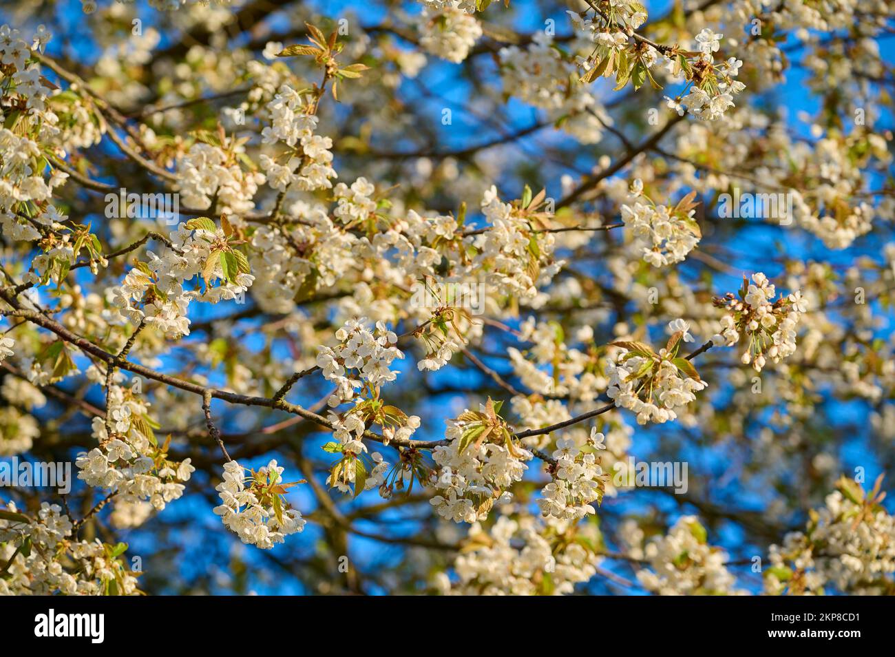 Cherry tree, cherry blossoms, spring, Reichartshausen, Amorbach ...