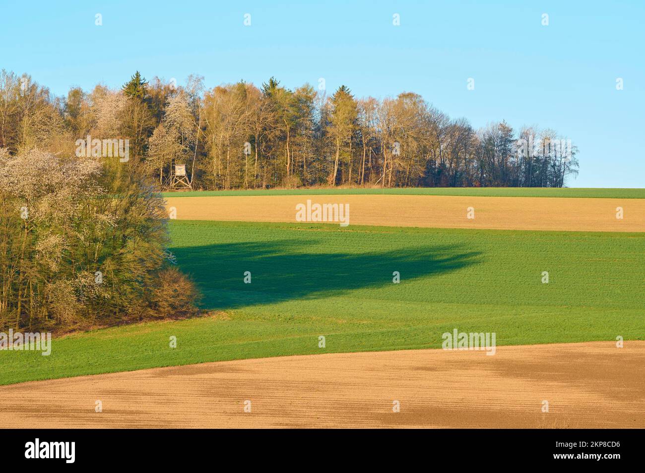 Landscape, grain field, forest, morning, spring, Reichartshausen ...