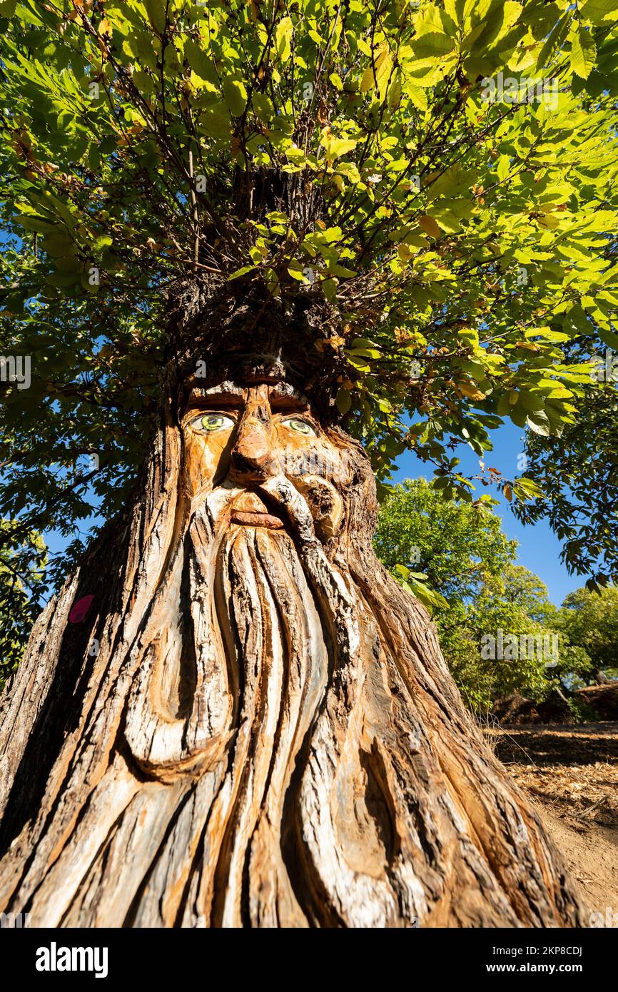 An old mans face curved in a tree Stock Photo - Alamy