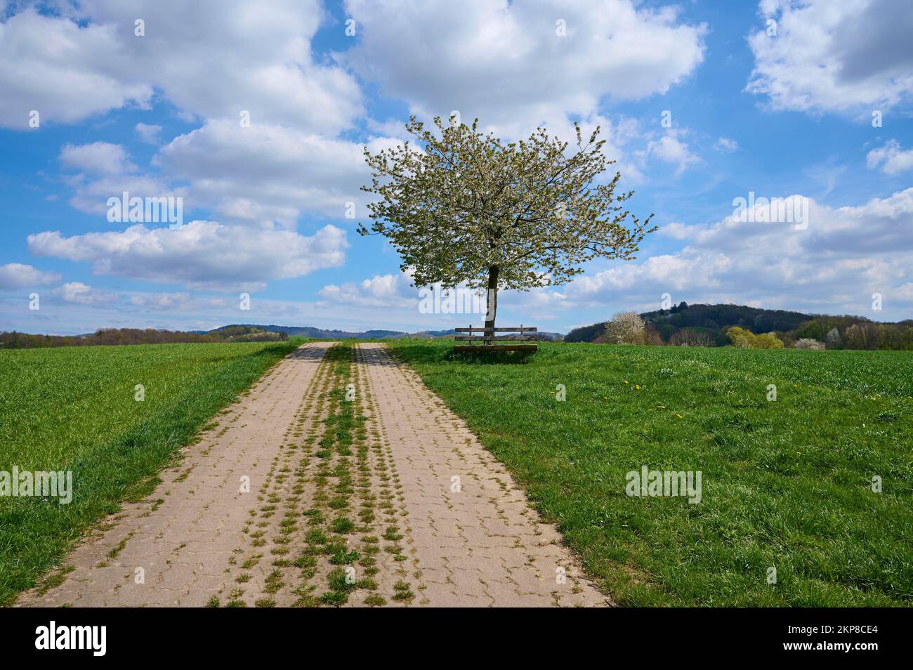 Landscape, field path, cherry tree, blossoms, bench, low mountain range ...