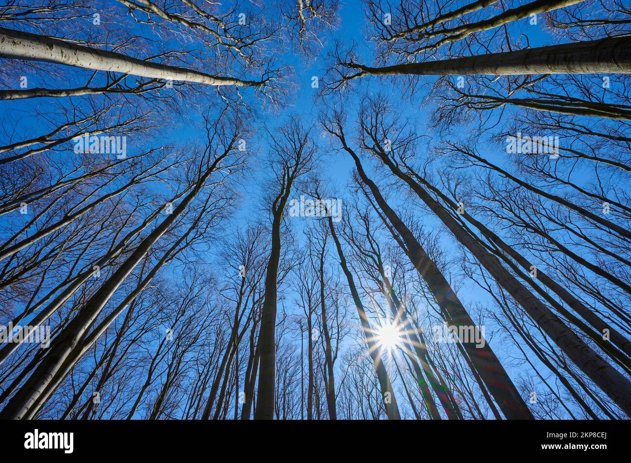 Beech forest, treetops, Kahl, sky, sun, spring, Odenwald, Hesse ...