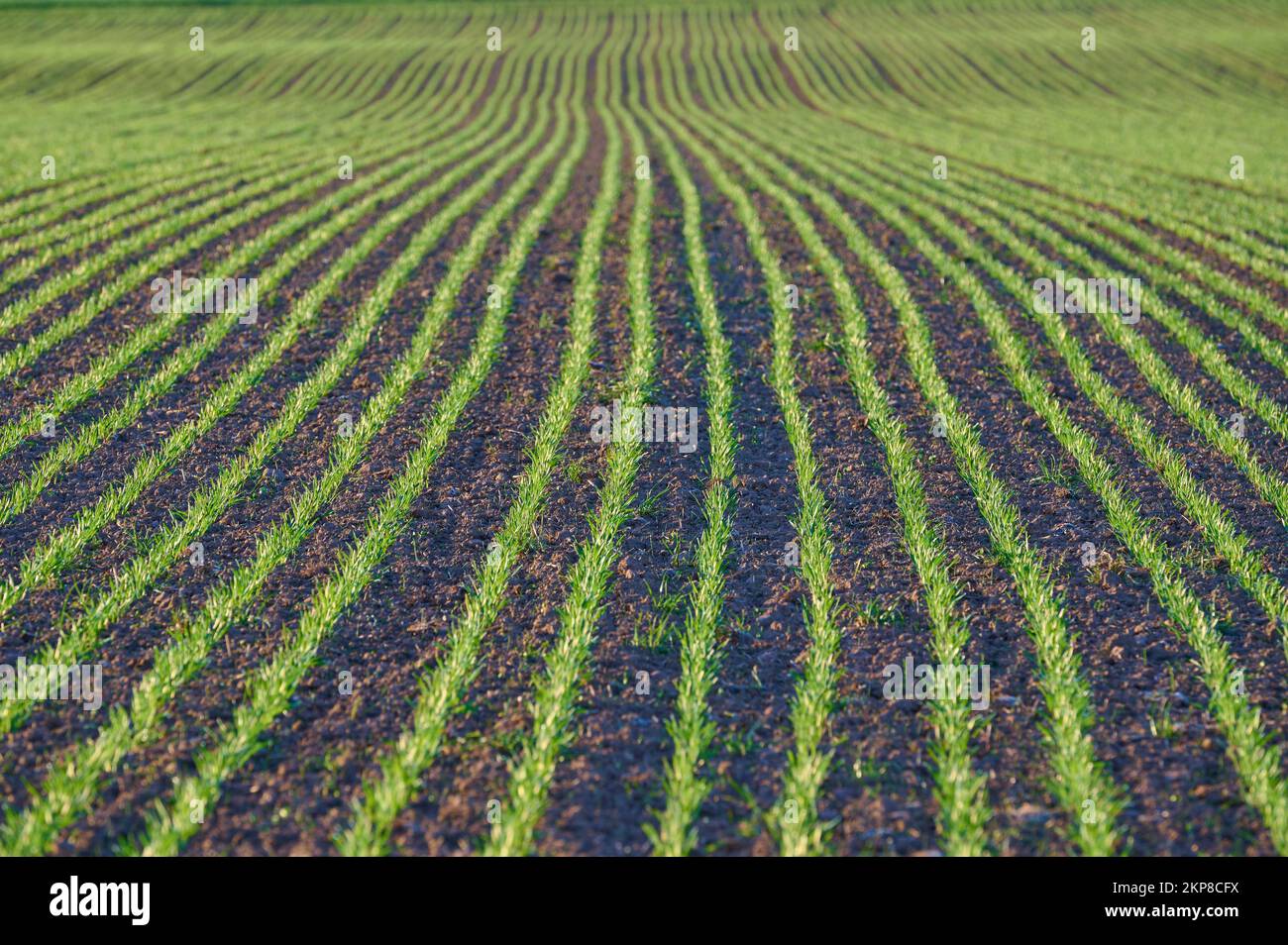 Grain field, morning, spring, Reichartshausen, Amorbach, Odenwald ...