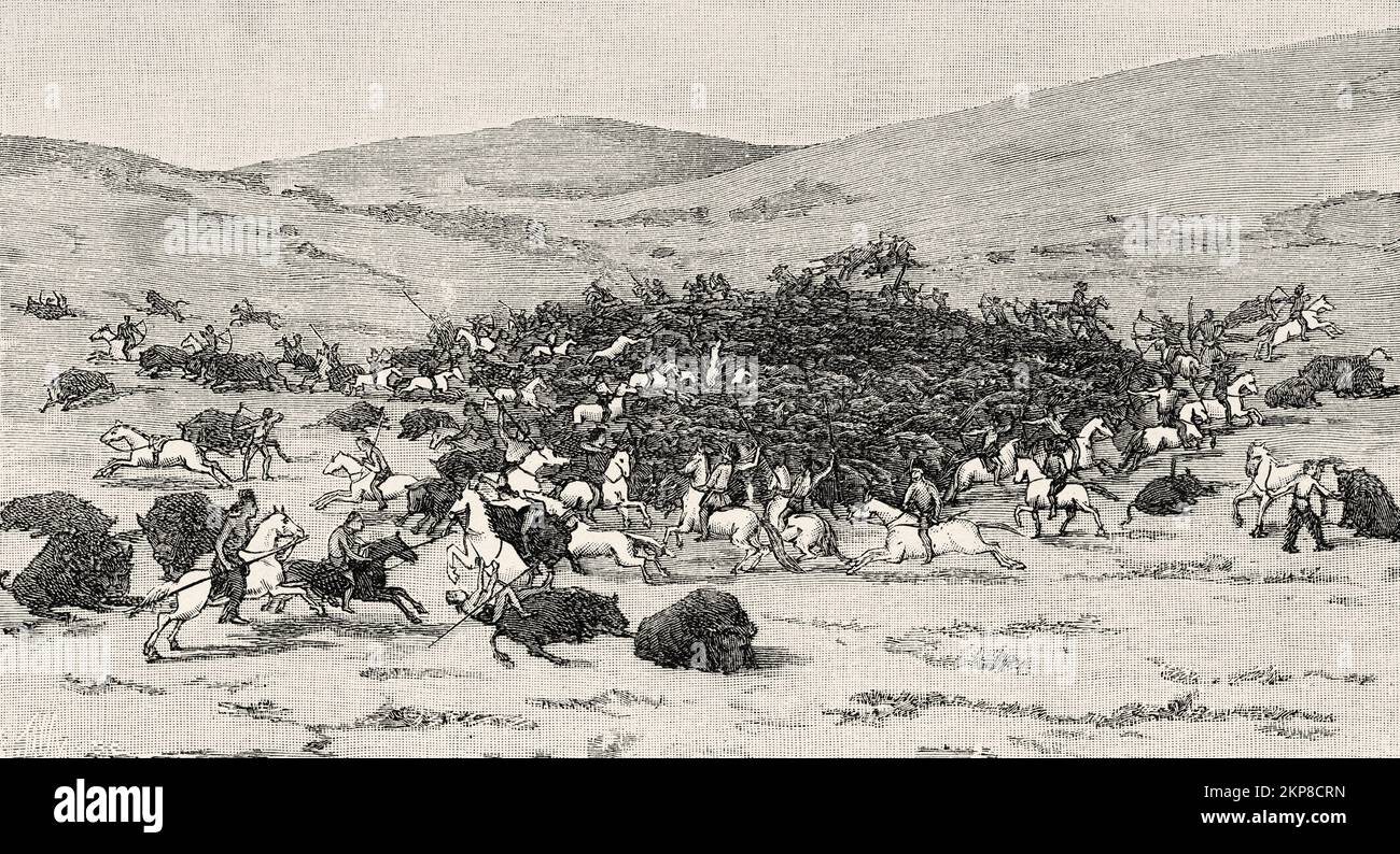 Bison surrounded by Indians in United States, USA. Old 19th century ...