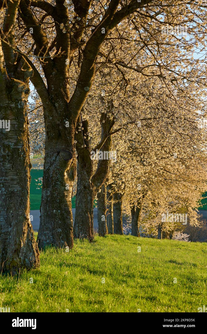 Row of cherry trees, cherry blossoms, sunset, spring, Reichartshausen ...