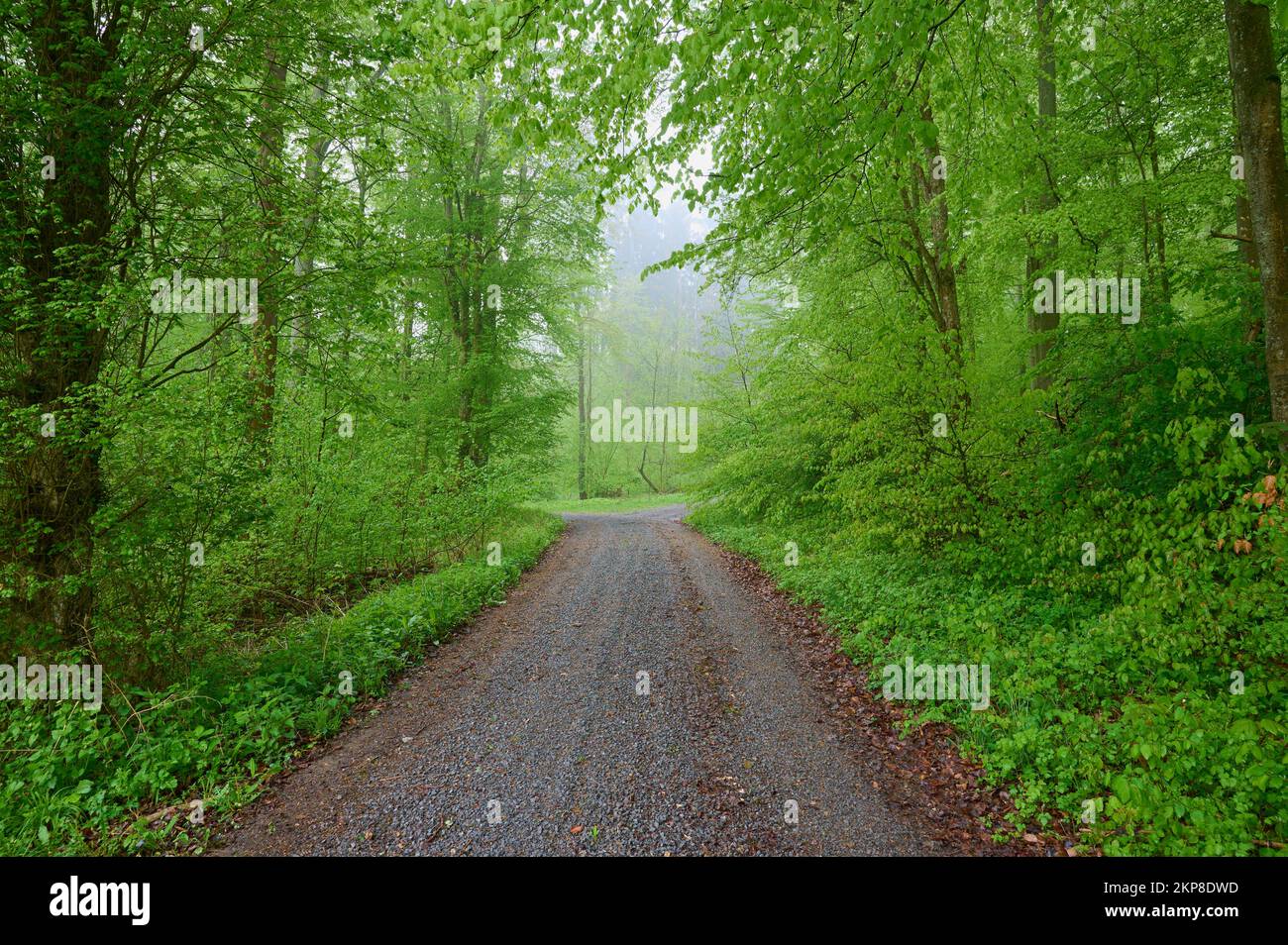 Forest path, beech forest, rain, spring, Helmstadt, Lower Franconia ...