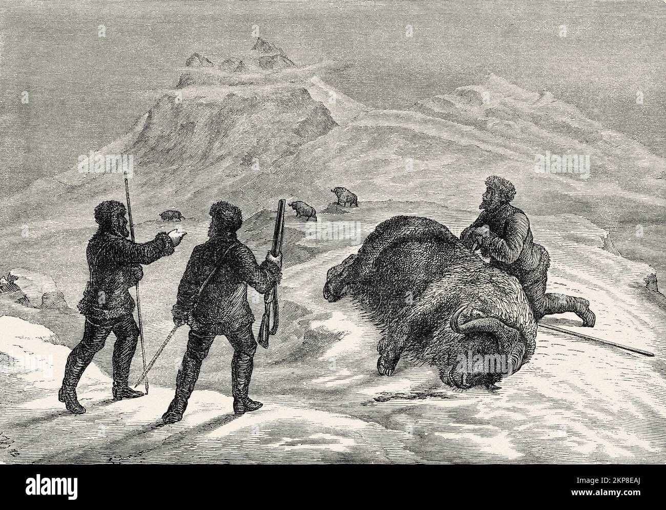 The hunt for the muskox. Second German expedition to the North Pole ...