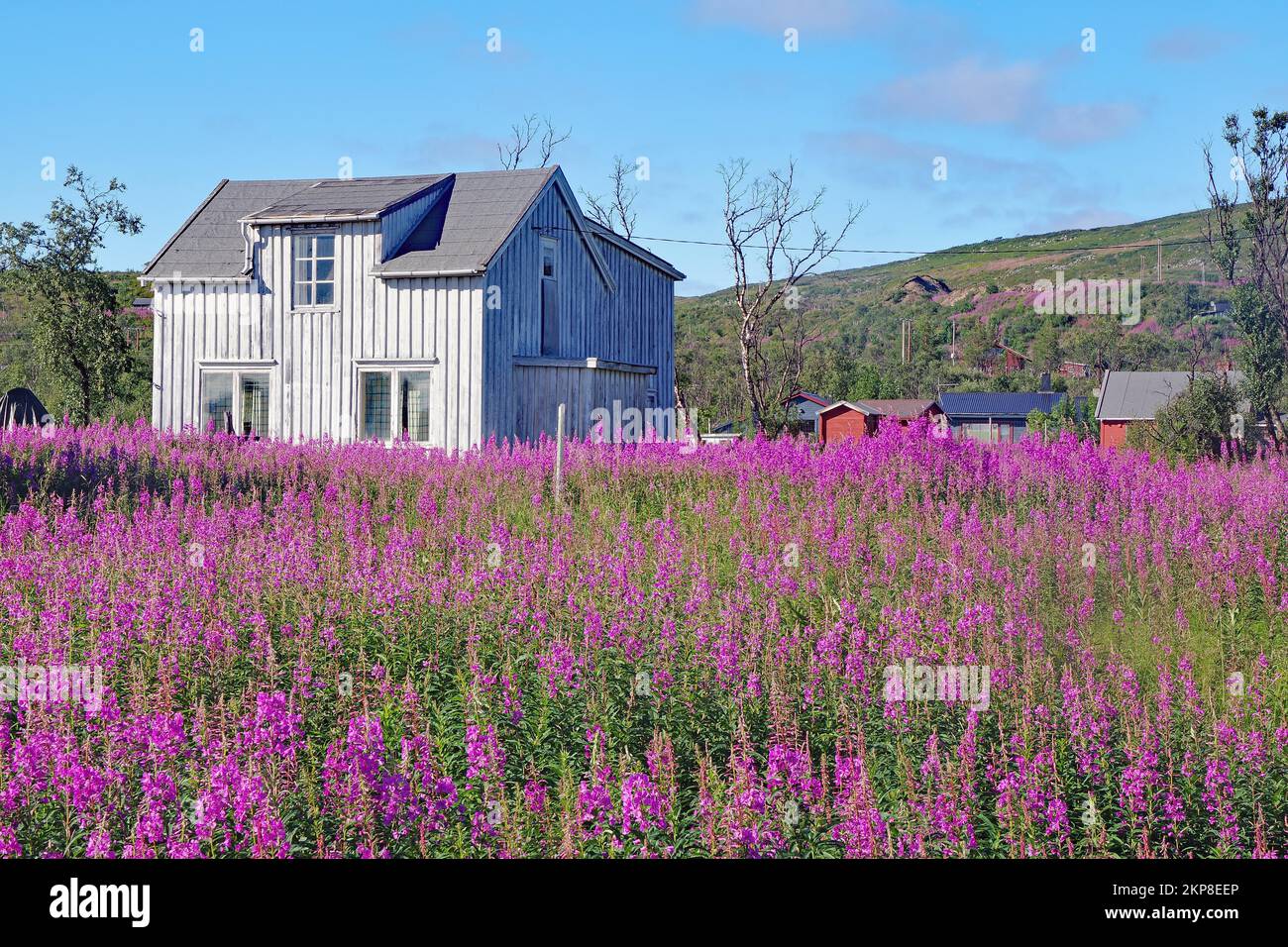 Narrow-leaved willowherbs cover the ground in bloom and in huge ...