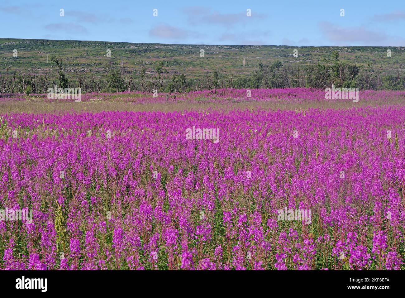 Narrow-leaved willowherbs cover the ground in bloom and in huge ...