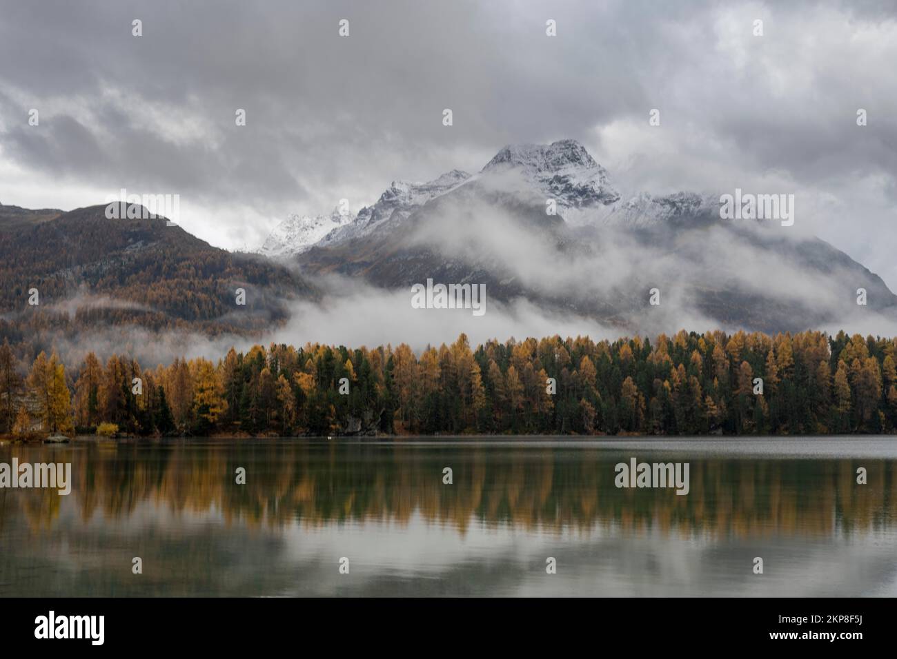 Lake Sils with colourful larches in autumn, Sils im Engadin, Engadin ...