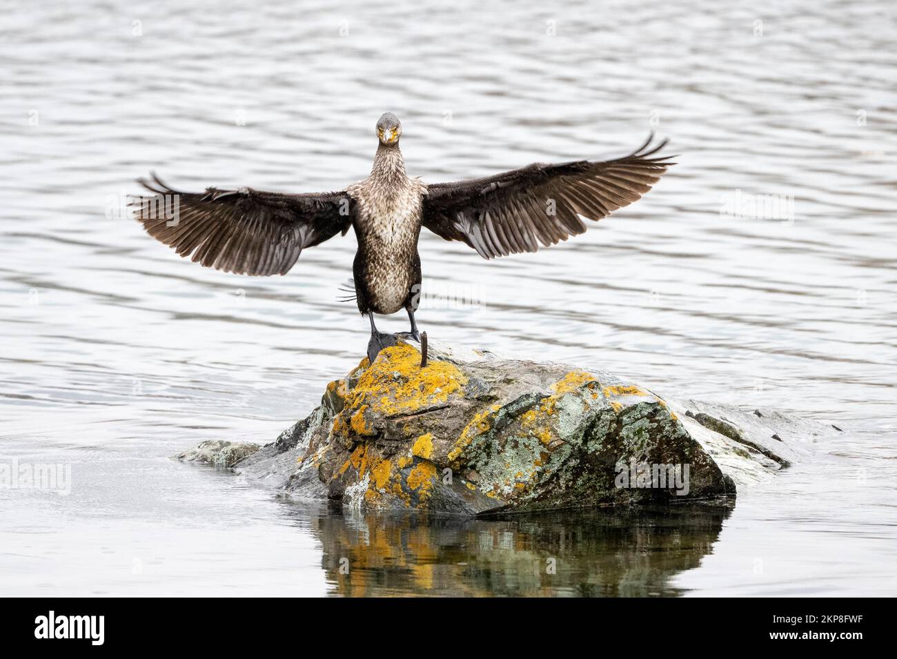 Great cormorant (Phalacrocorax carbo) standing on stone in water, wings ...