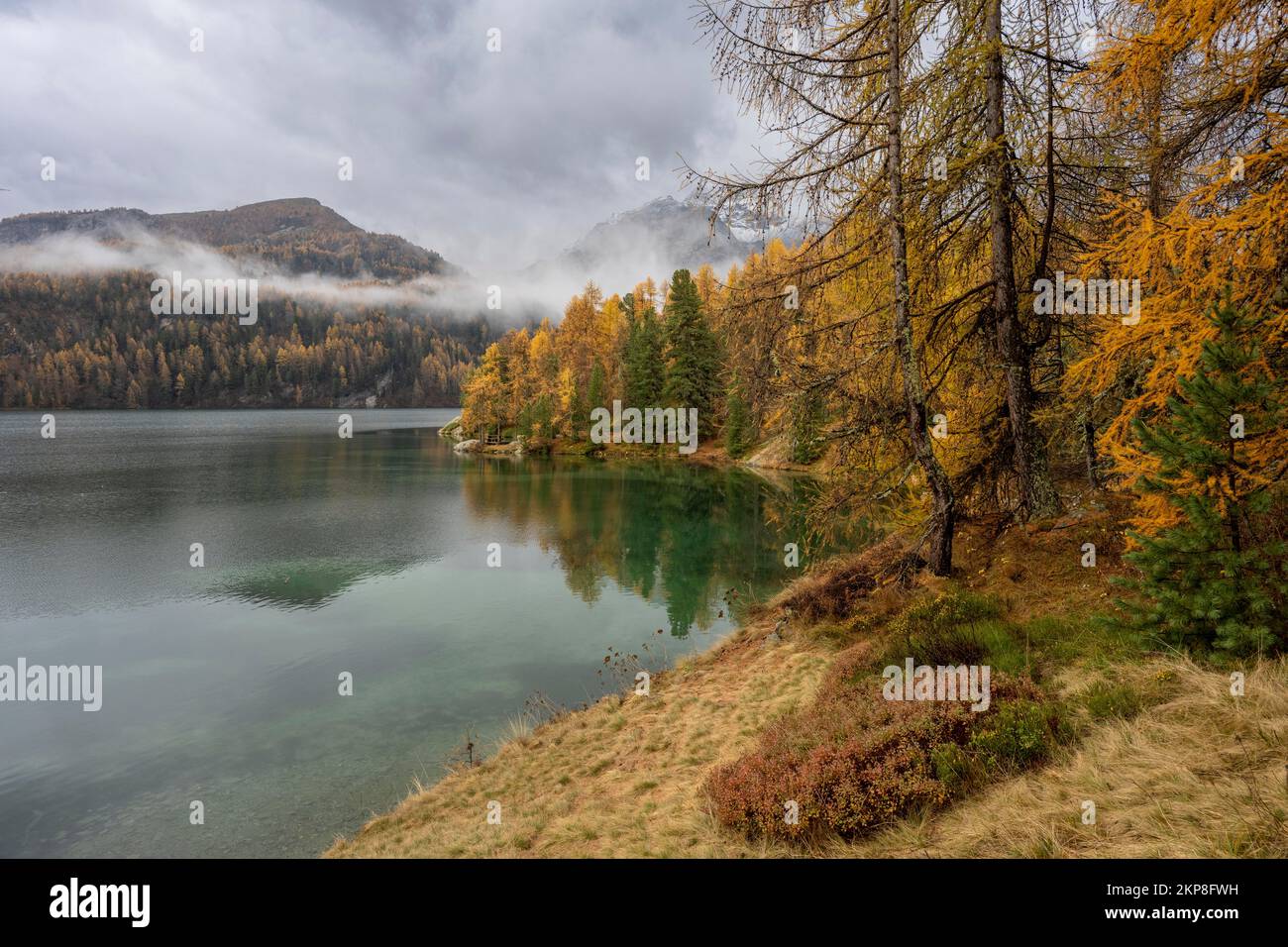Lake Sils with colourful larches in autumn, Sils im Engadin, Engadin ...
