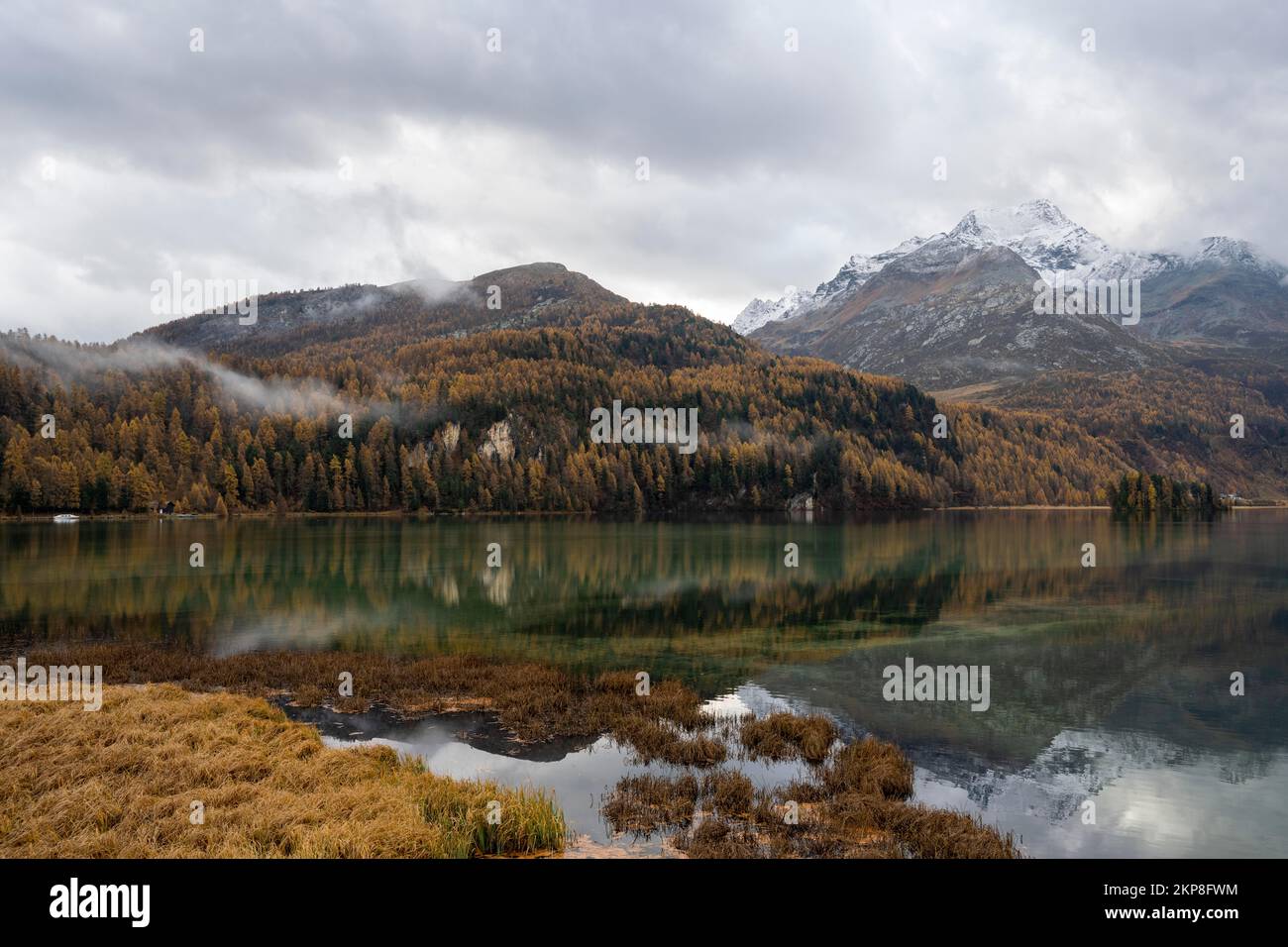 Lake Sils with colourful larches in autumn, Sils im Engadin, Engadin ...