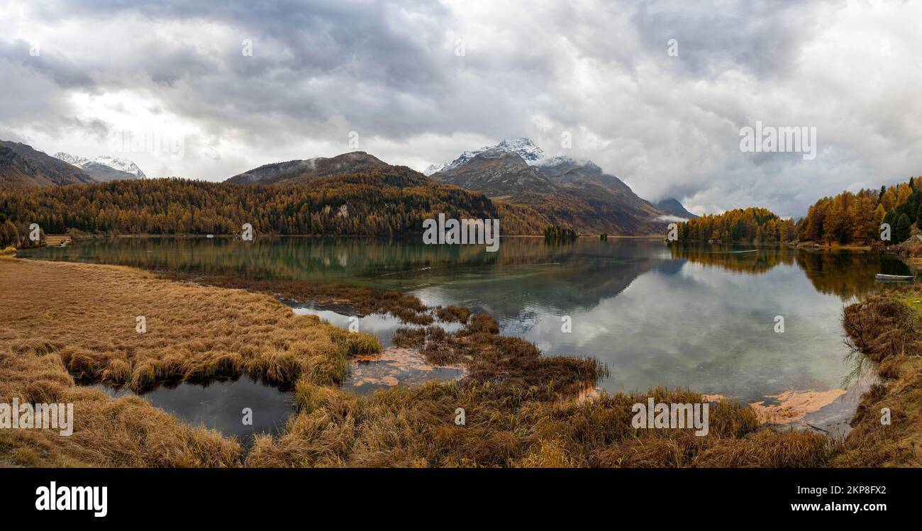 Lake Sils with colourful larches in autumn, Sils im Engadin, Engadin ...