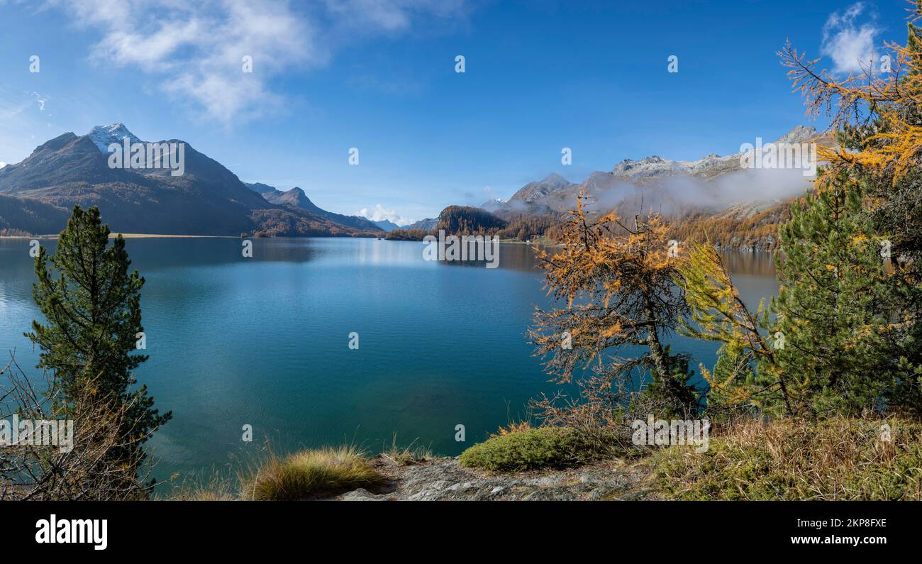 Lake Sils with colourful larches in autumn, Sils im Engadin, Engadin ...