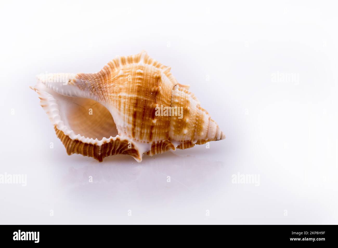 Beautiful sea shell on a white background Stock Photo - Alamy
