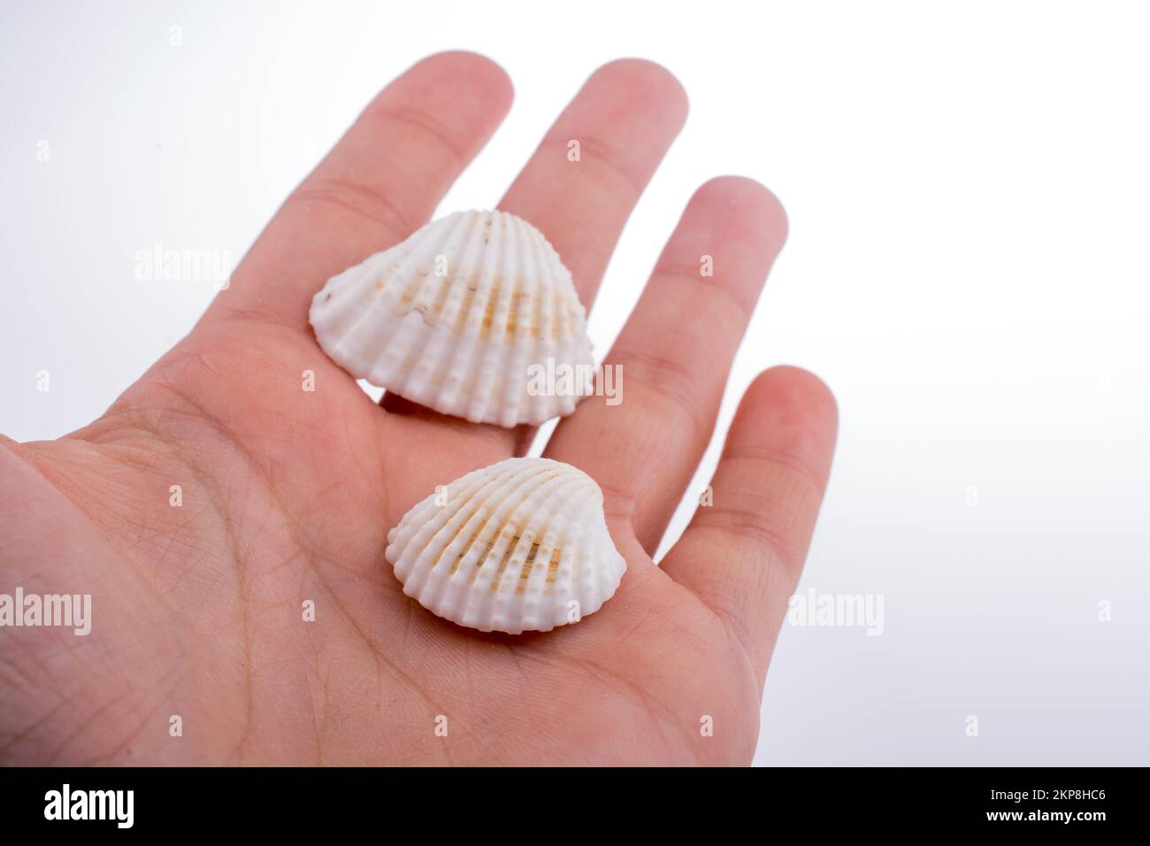 Hand holding Beautiful sea shell on a white background Stock Photo - Alamy