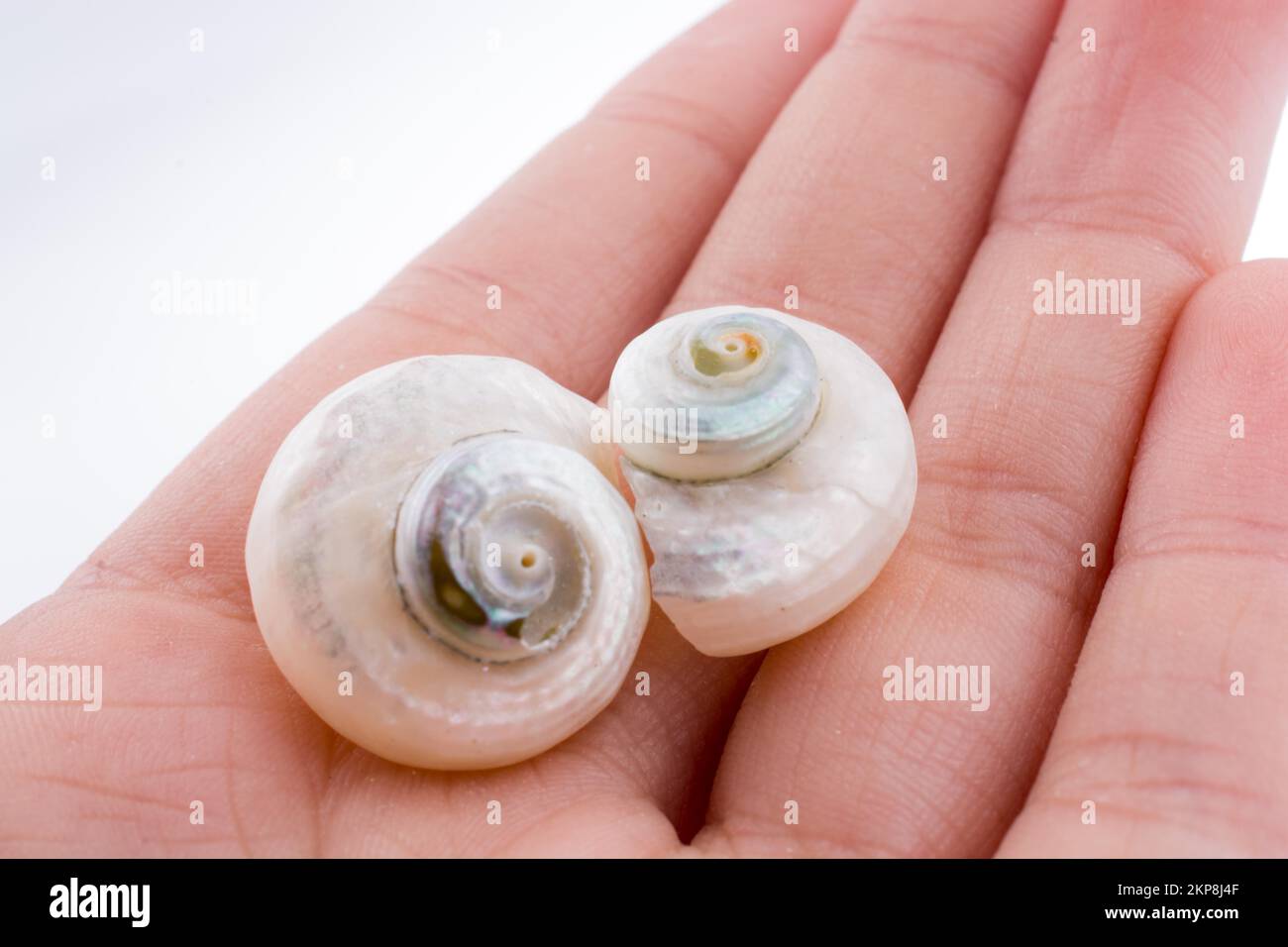 Hand holding Beautiful sea shell on a white background Stock Photo - Alamy