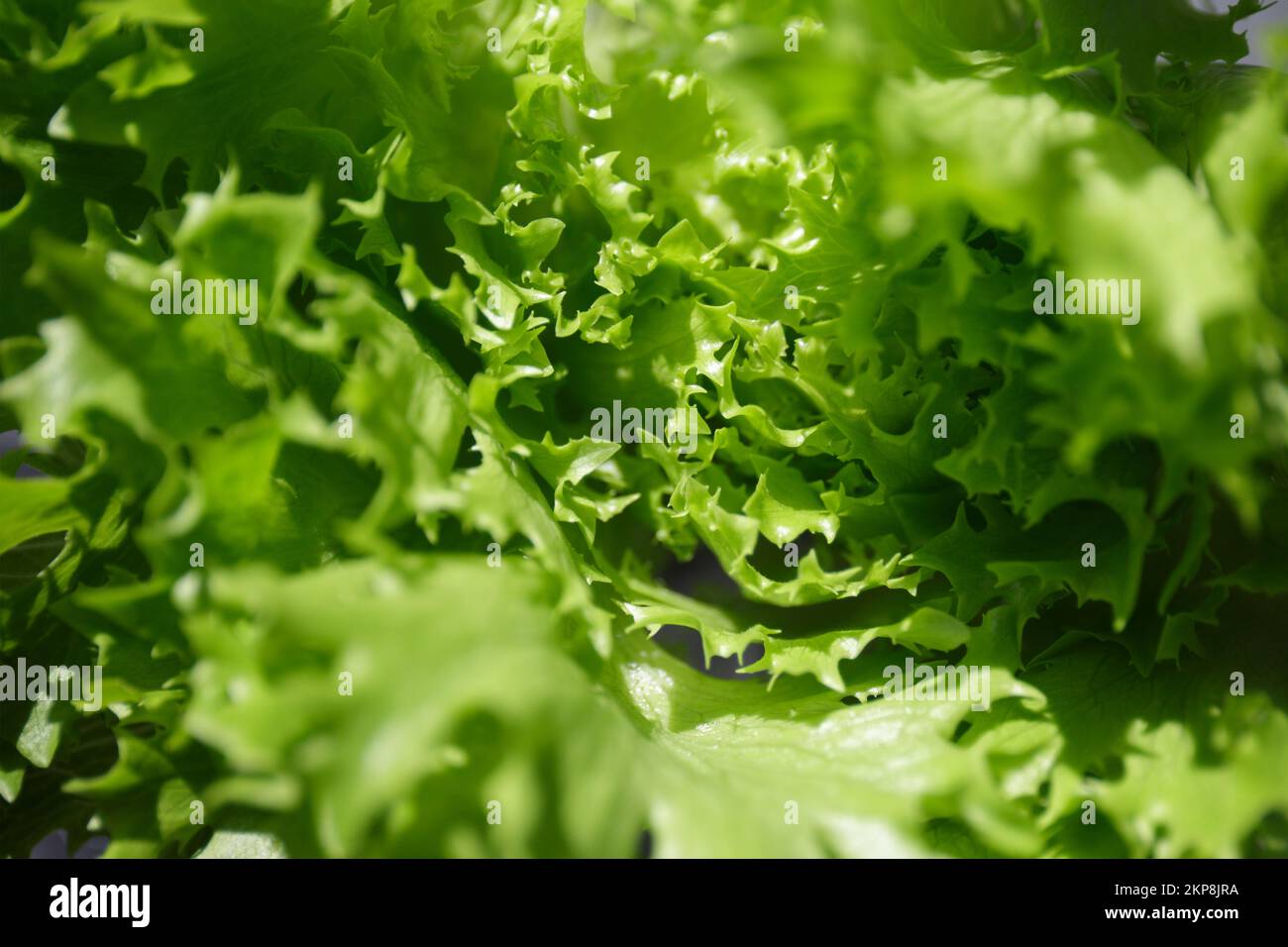 Green lettuce leaves. Fresh bunch of vegetable lettuce, top view Stock ...