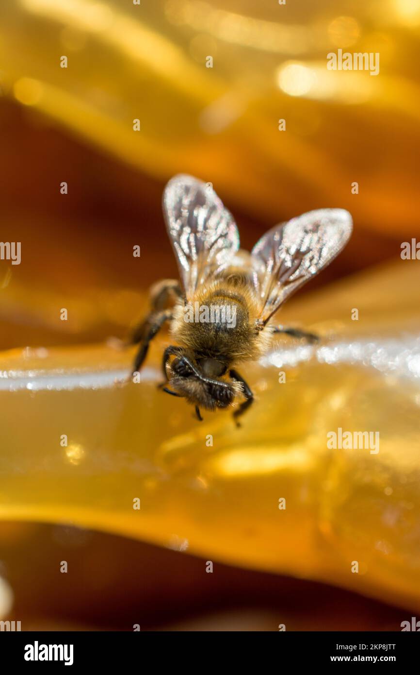 Bee is feeding on dried fruit pulp Stock Photo - Alamy