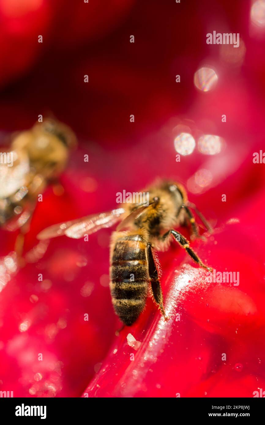 Bee is feeding on dried fruit pulp Stock Photo - Alamy