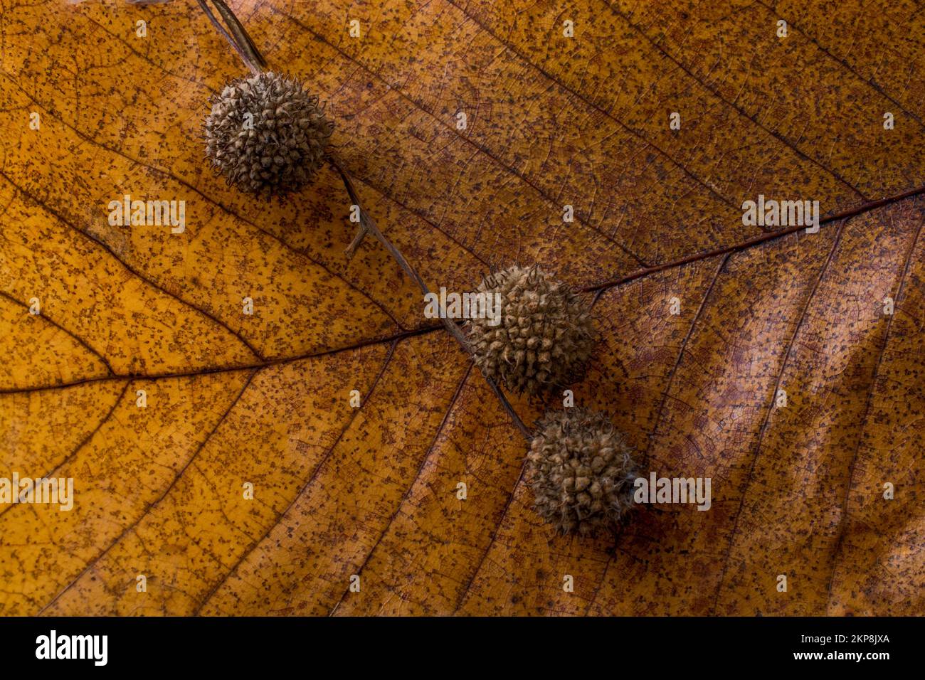 Brown color pods, capsules on a dry leaf as an autumn background Stock ...
