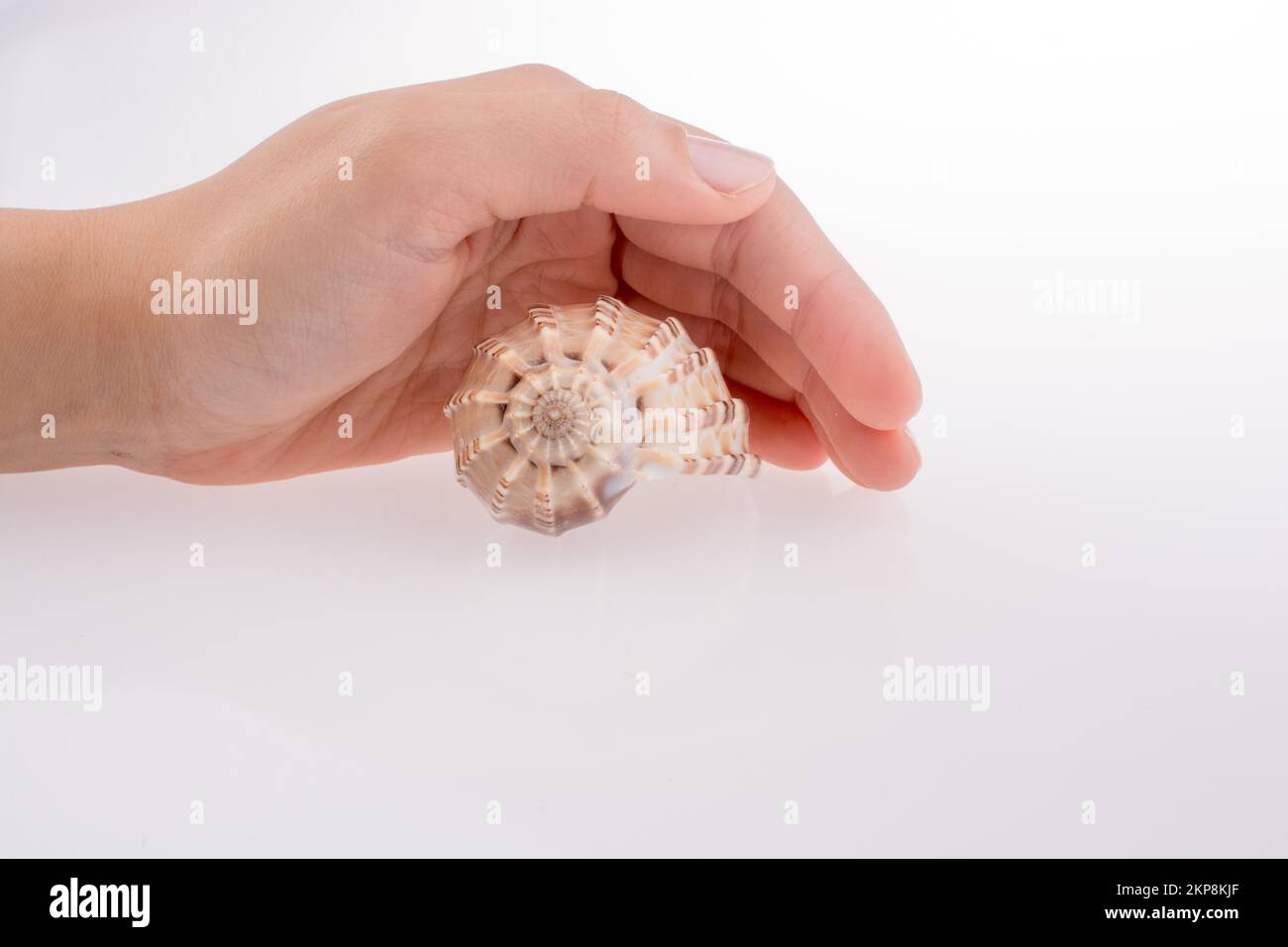 Hand holding Beautiful sea shell on a white background Stock Photo - Alamy