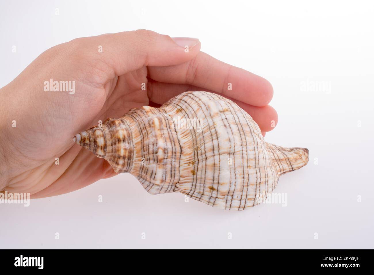 Hand holding Beautiful sea shell on a white background Stock Photo - Alamy
