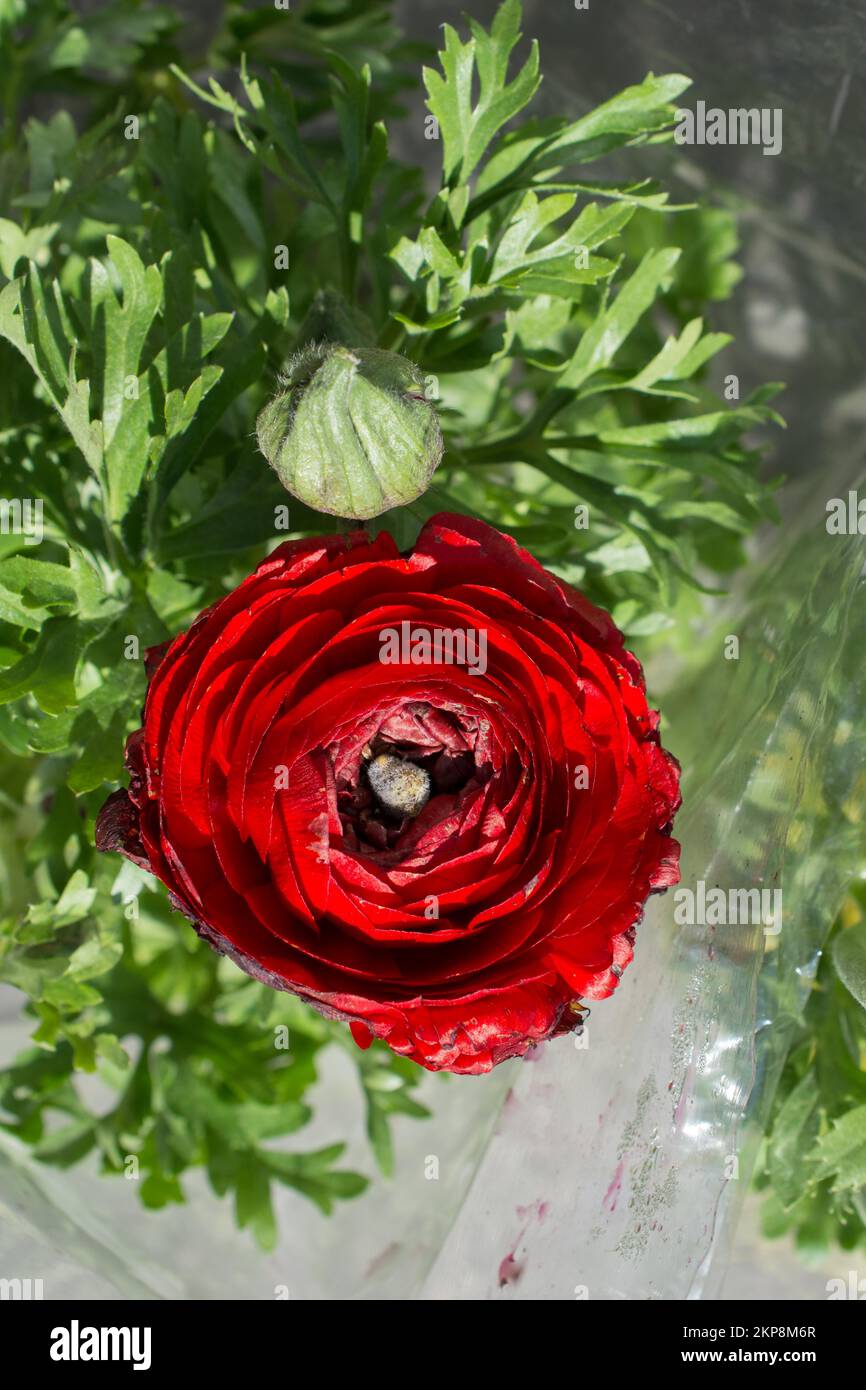 Beautiful natural beauty flower hi-res stock photography and images - Alamy