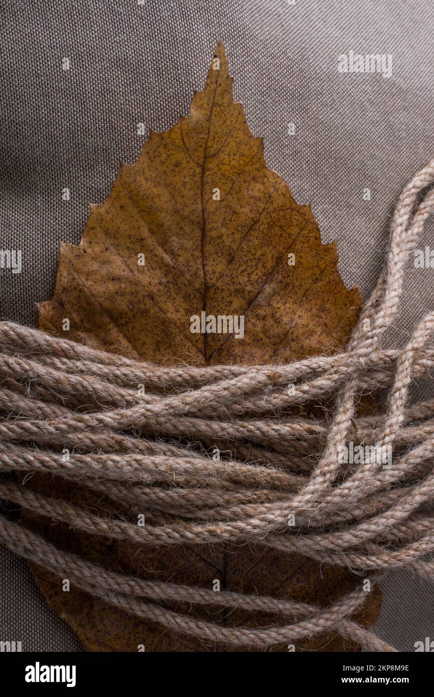 Rope and a dry leaf as an autumn background Stock Photo - Alamy
