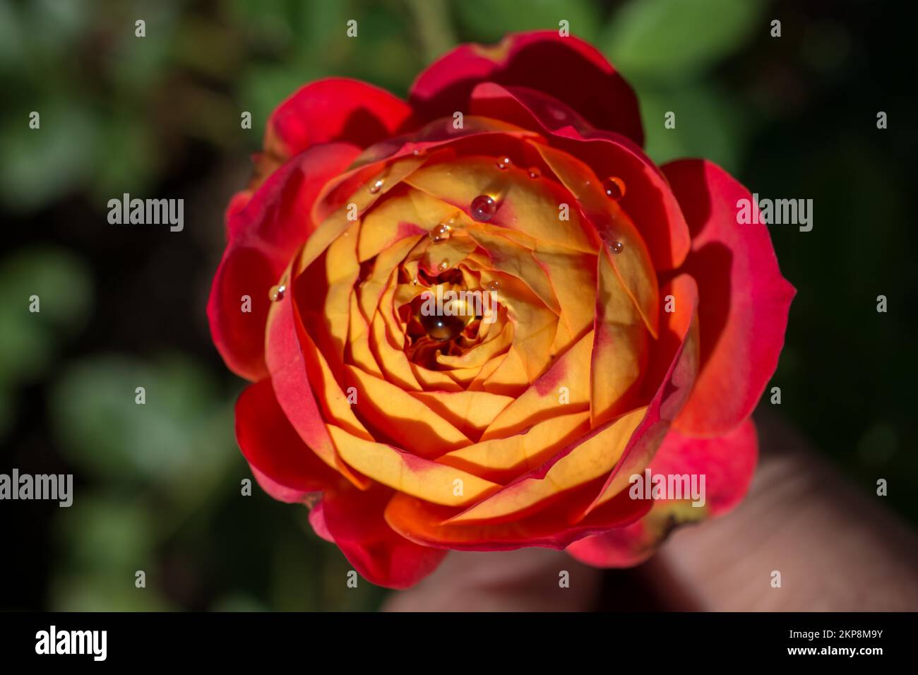 Beautiful colorful Rose with water drops on it Stock Photo - Alamy