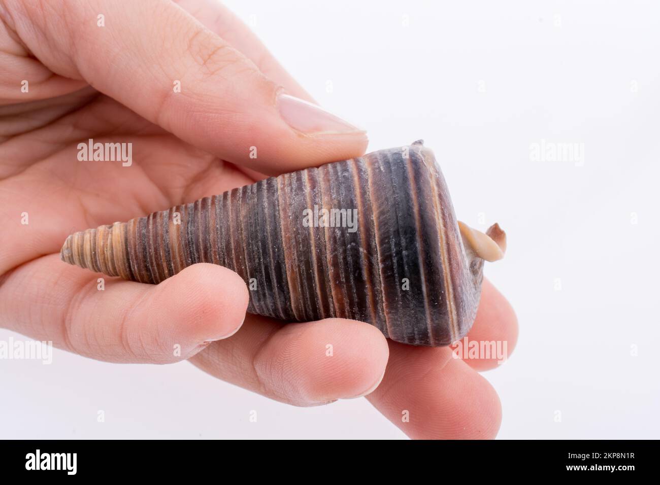 Hand holding Beautiful sea shell on a white background Stock Photo - Alamy