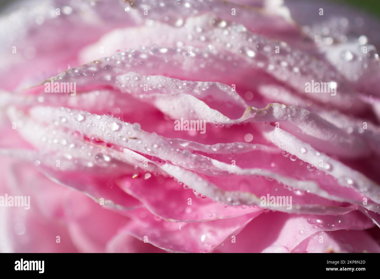 Beautiful colorful Rose with water drops on it Stock Photo - Alamy