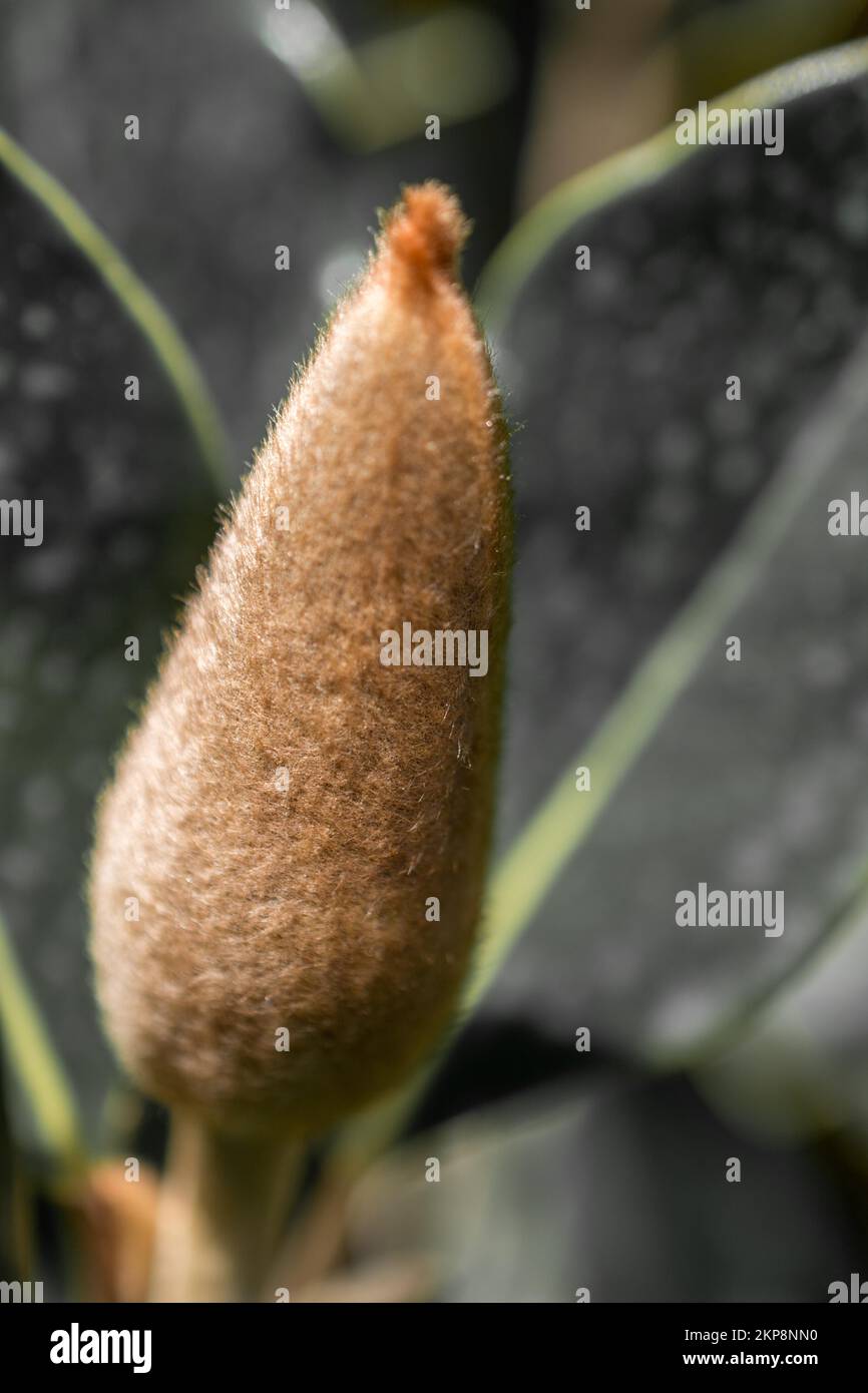 Beautiful colorful natural spring flowers in macro view Stock Photo - Alamy