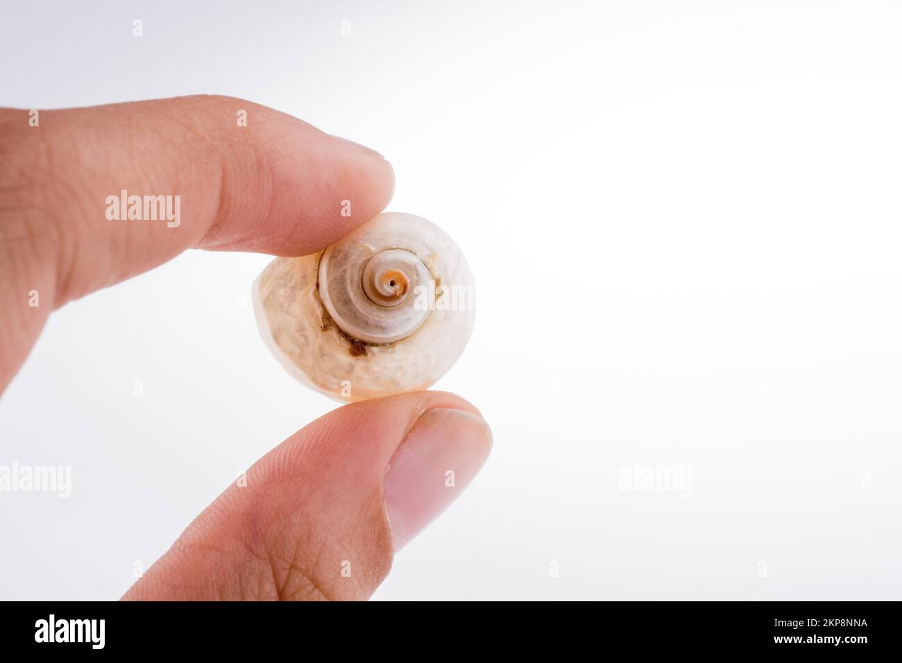 Hand holding Beautiful sea shell on a white background Stock Photo - Alamy