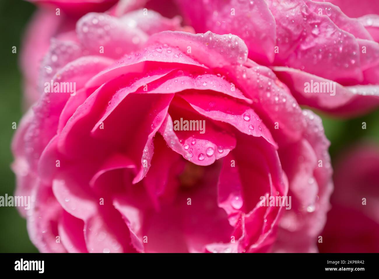 Beautiful colorful Rose with water drops on it Stock Photo - Alamy