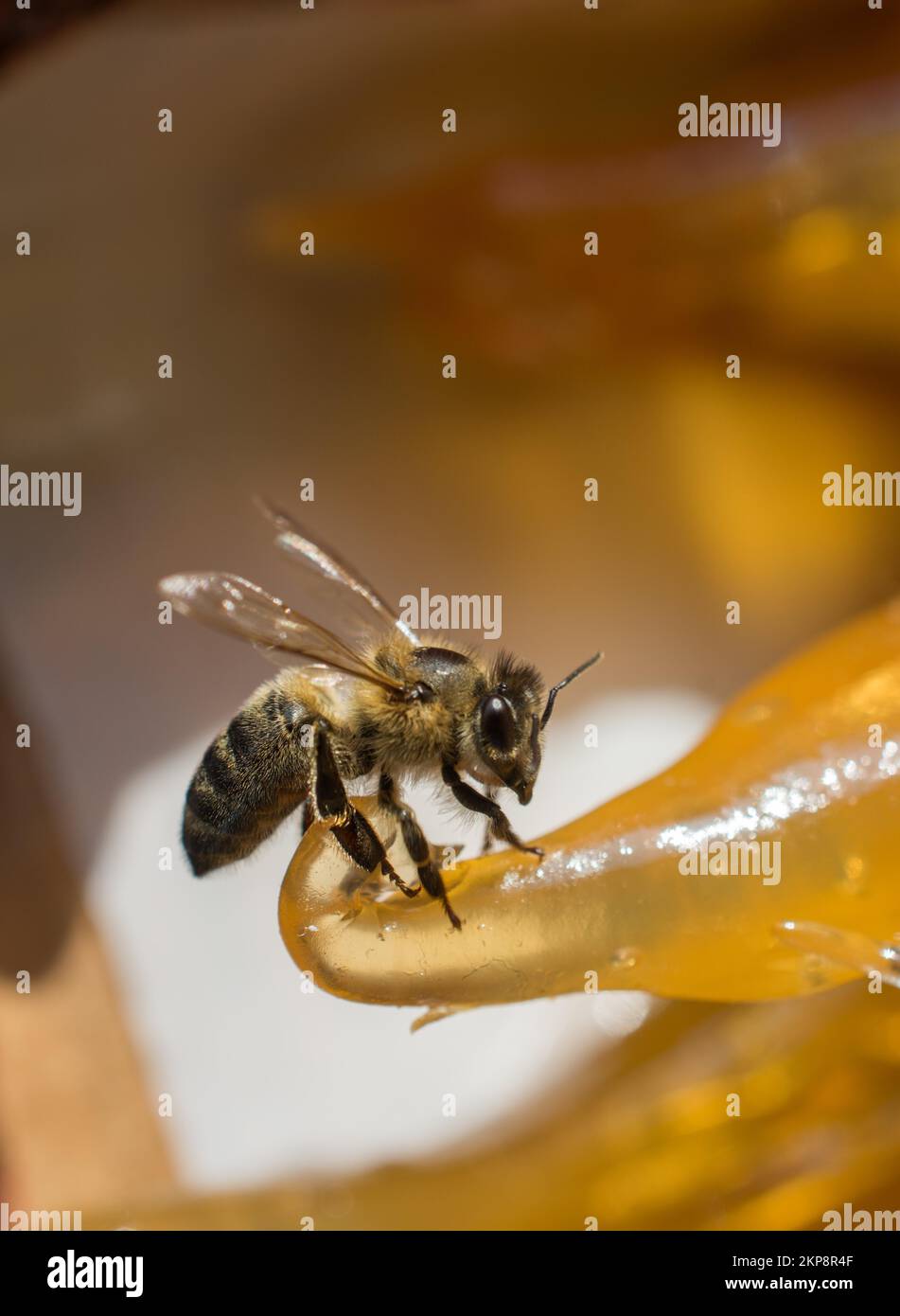 Bee is feeding on dried fruit pulp Stock Photo - Alamy