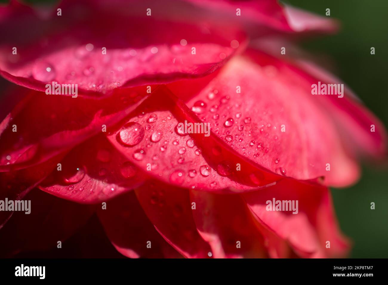 Beautiful colorful Rose with water drops on it Stock Photo - Alamy