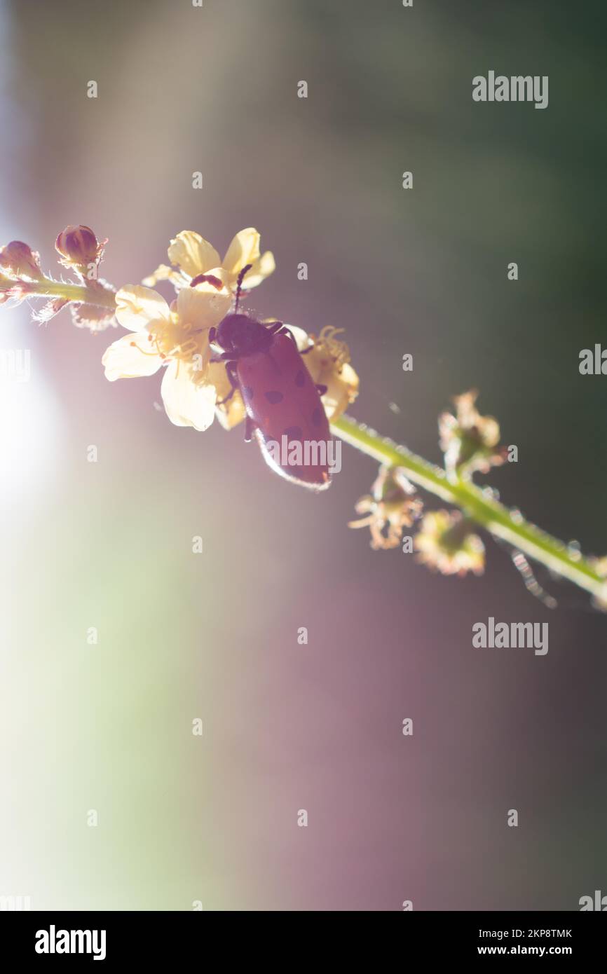 Red bug feeding on flowers in the nature Stock Photo - Alamy