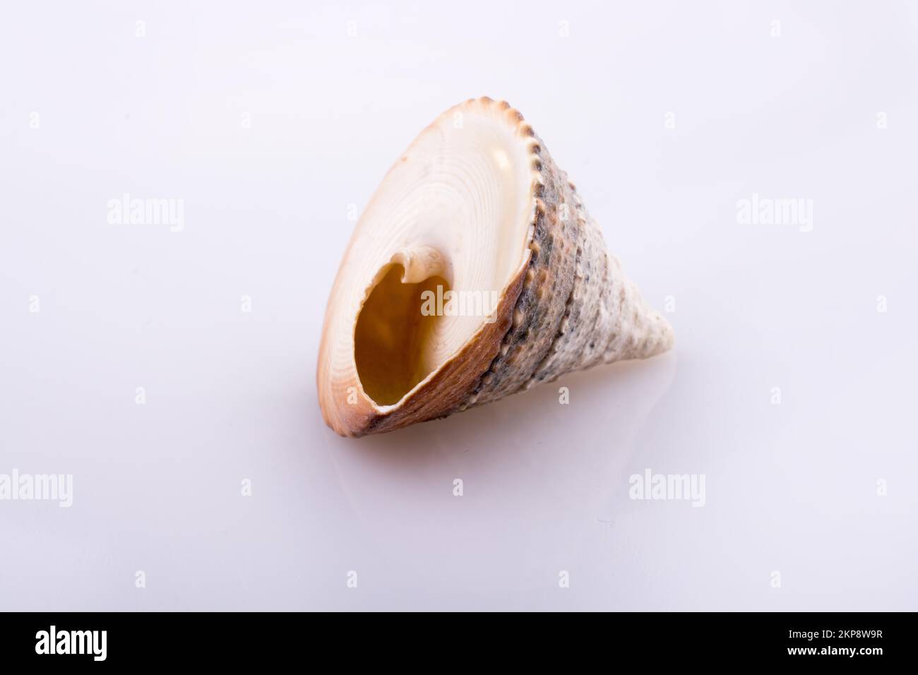 Beautiful sea shell on a white background Stock Photo - Alamy