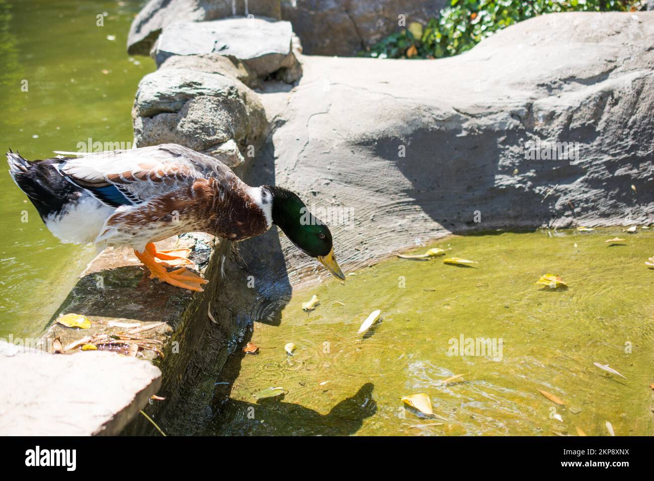 Artificial ducks hi-res stock photography and images - Alamy