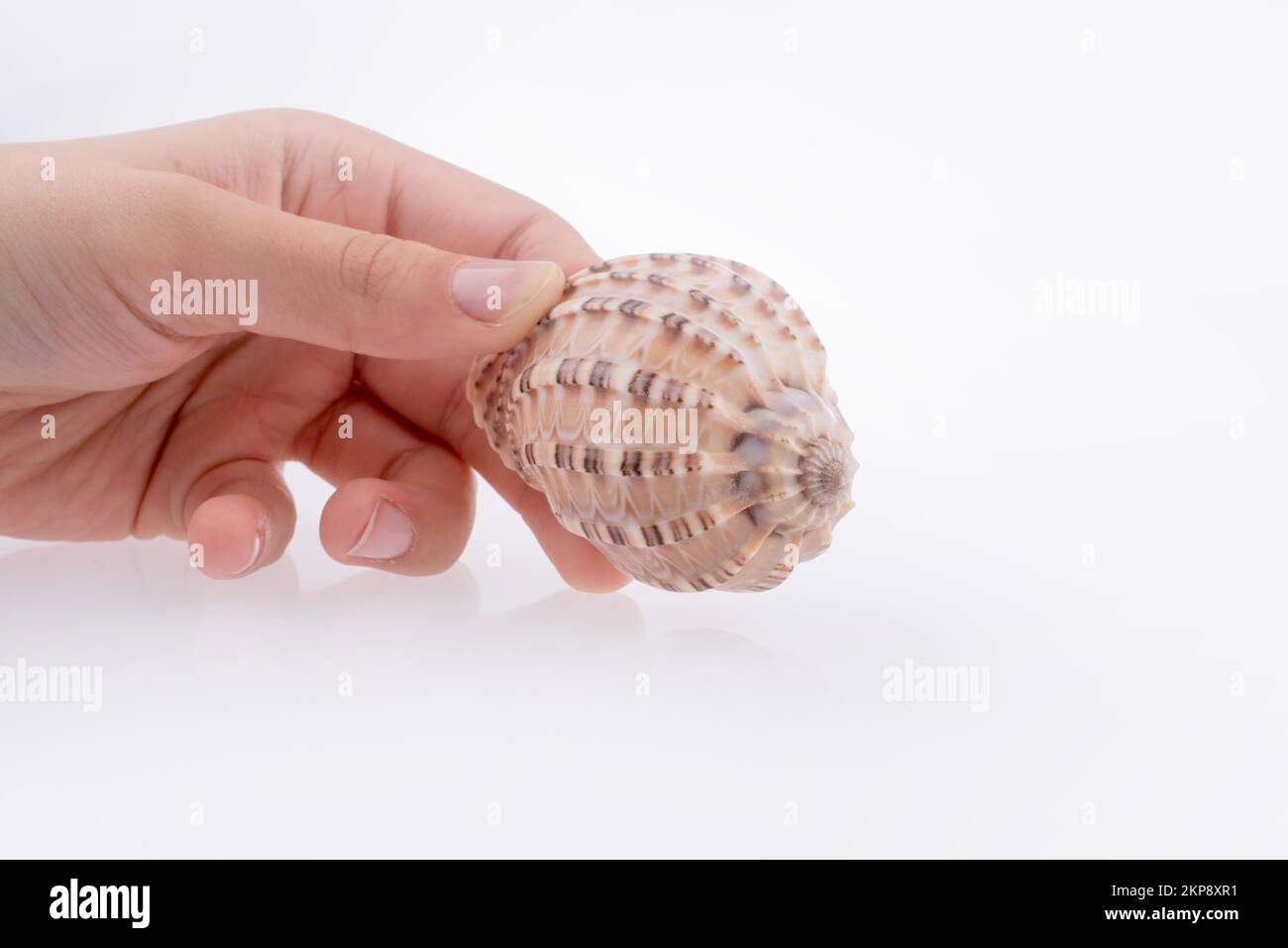 Hand holding Beautiful sea shell on a white background Stock Photo - Alamy