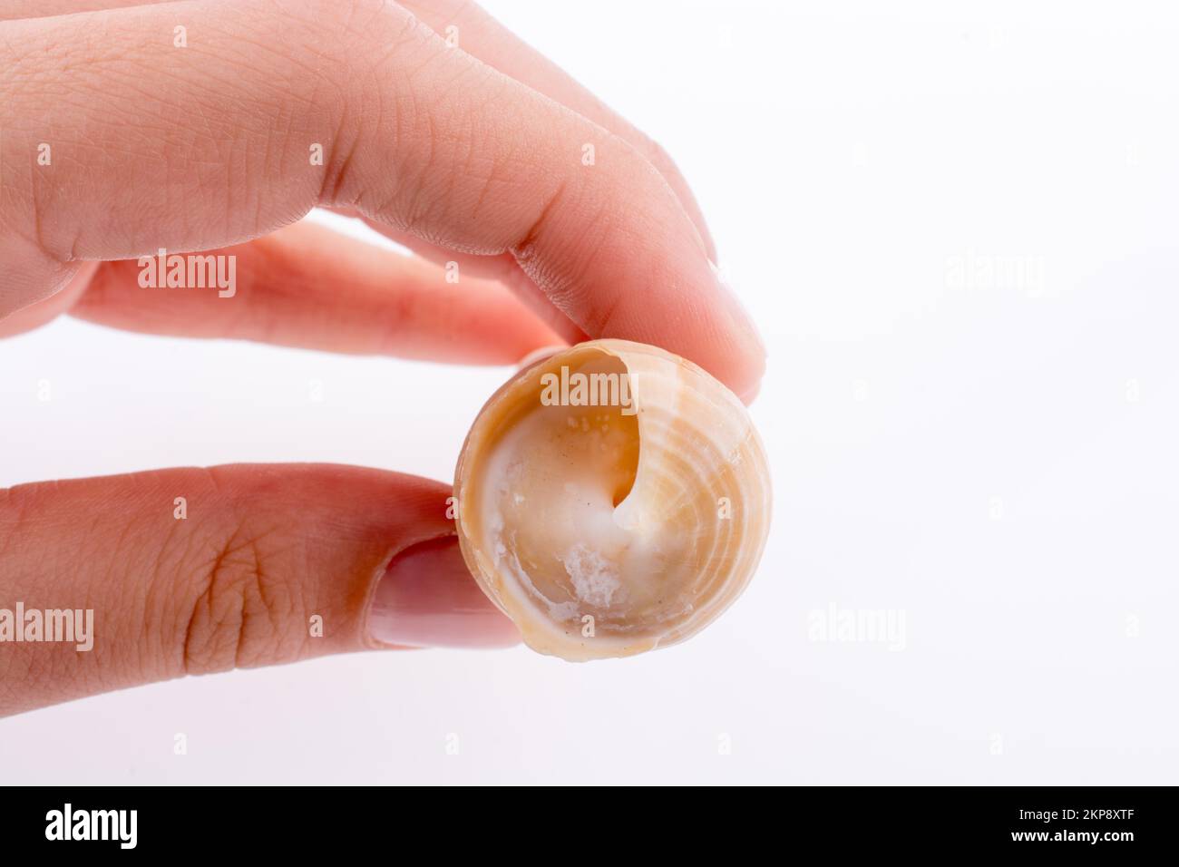 Hand holding Beautiful sea shell on a white background Stock Photo - Alamy