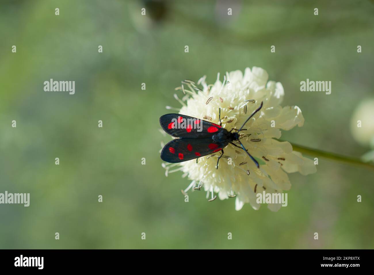 Bug eating flowers hi-res stock photography and images - Alamy