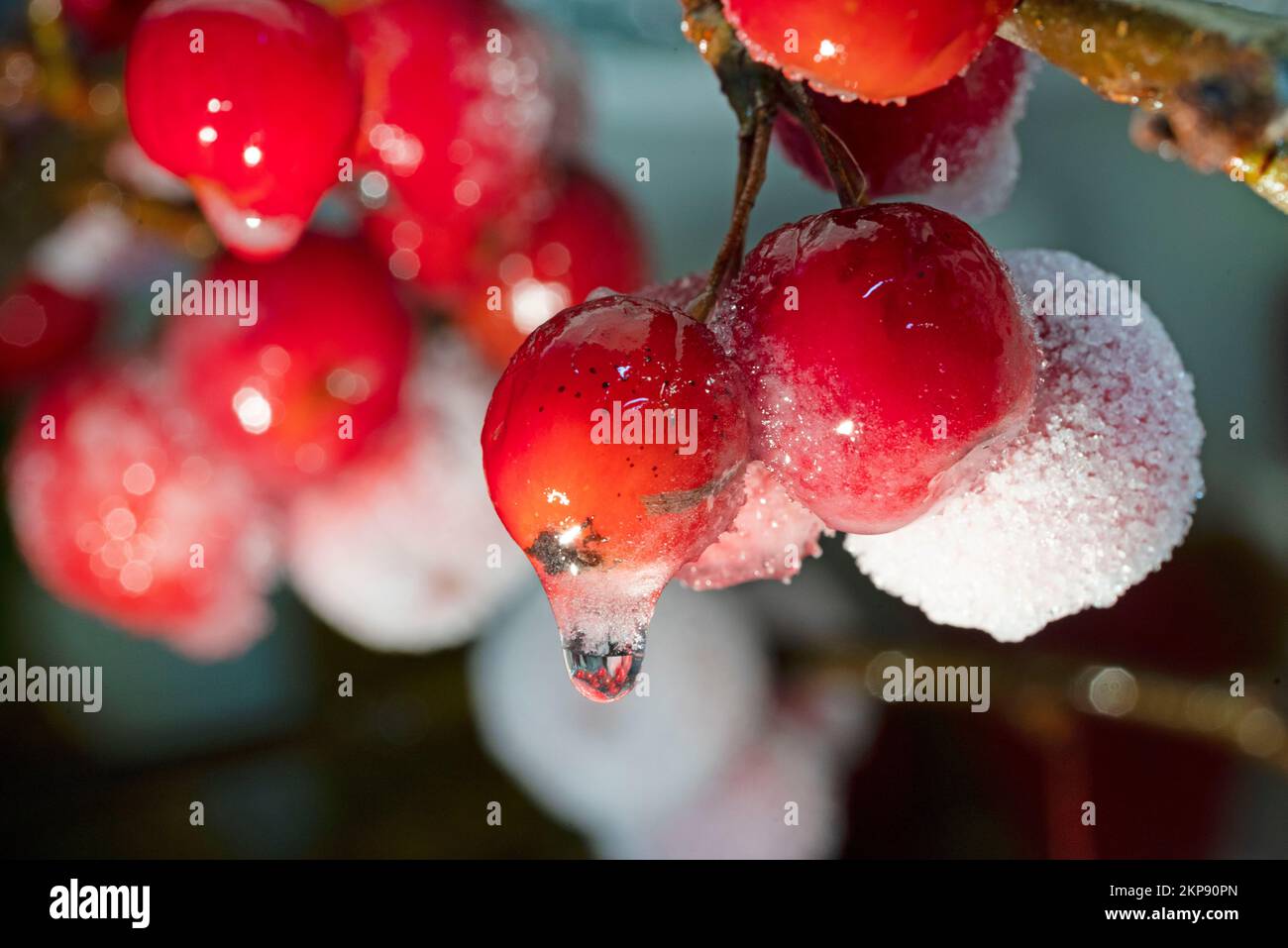 Red ornamental apples covered with ice glaze Stock Photo - Alamy