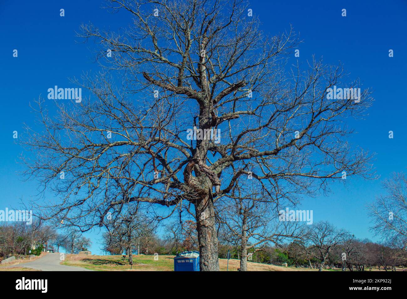 A growing big tree in park Stock Photo - Alamy