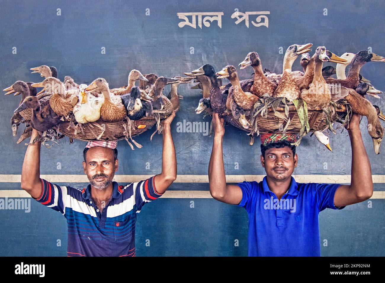 Dhaka, Dhaka, Bangladesh. 28th Nov, 2022. Sellers carry ducks on ...