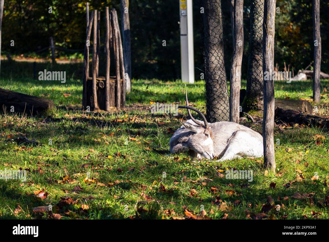 Screwhorn antelope in reserve hi-res stock photography and images - Alamy